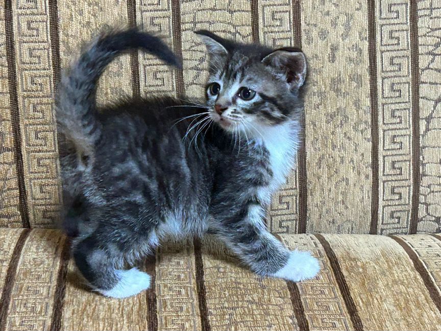 Очаровательные котята ищут дом