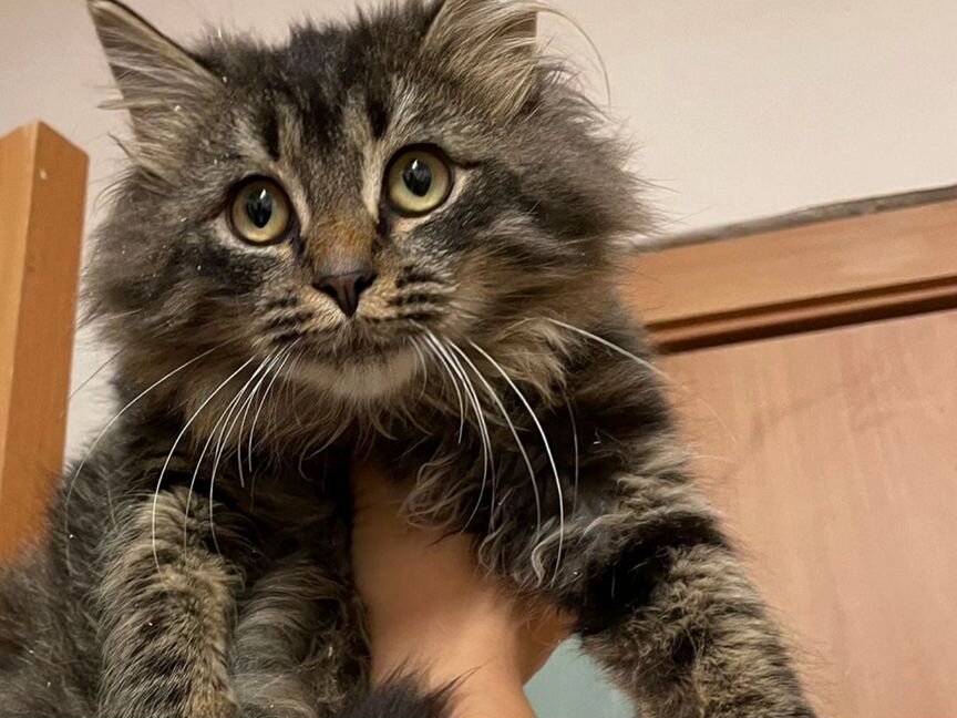 Пушистое сокровище 4,5 мес