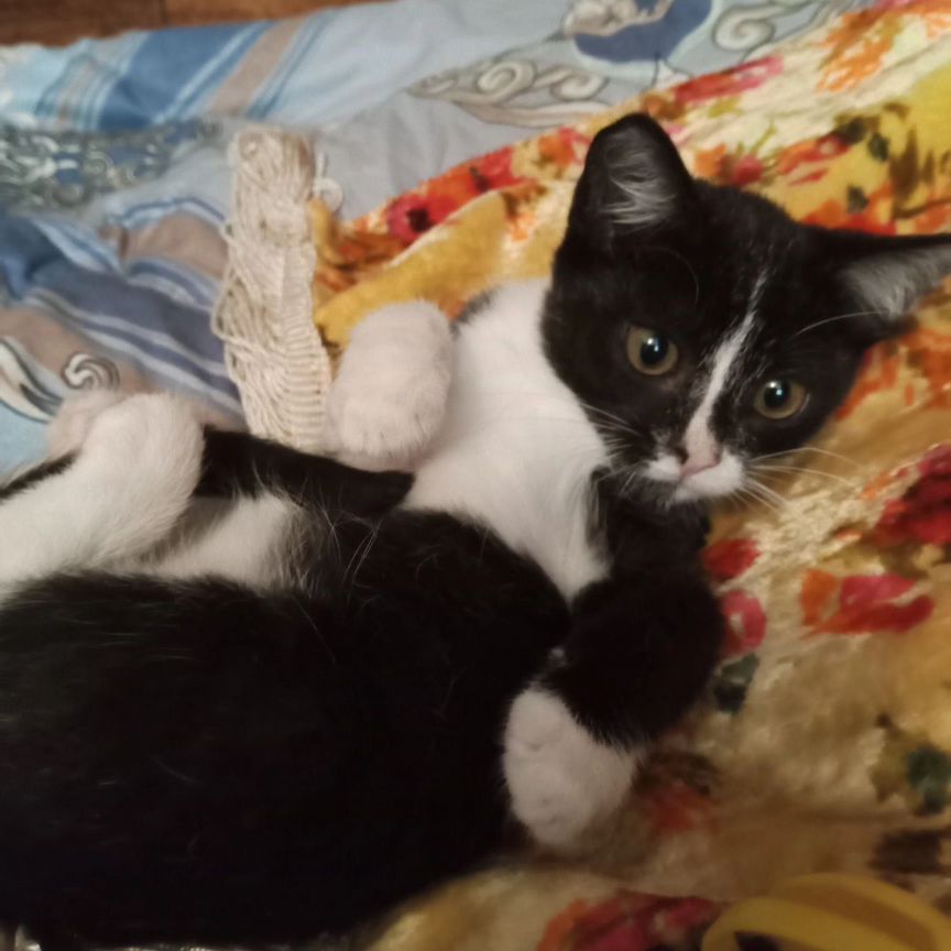 Котенок по имени Граф