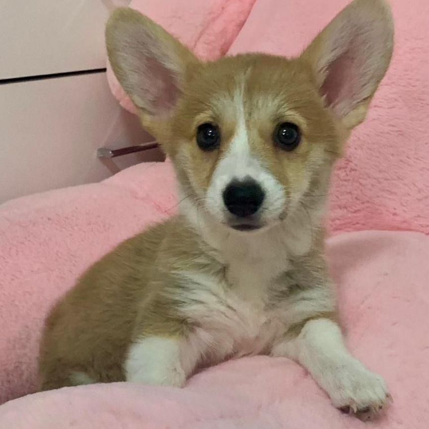 Вельш Корги Пемброк, щенок