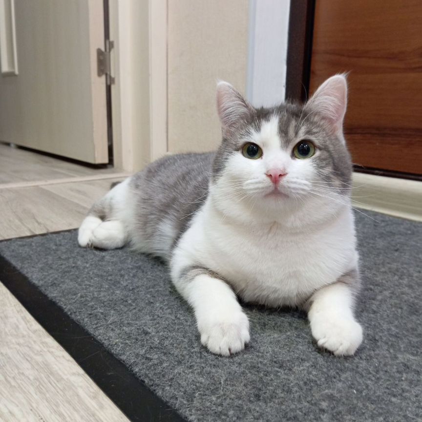 Красавец в добрые руки