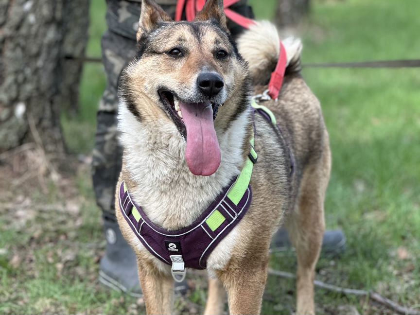 Вафля. Собака-обаяка из приюта, 2 года