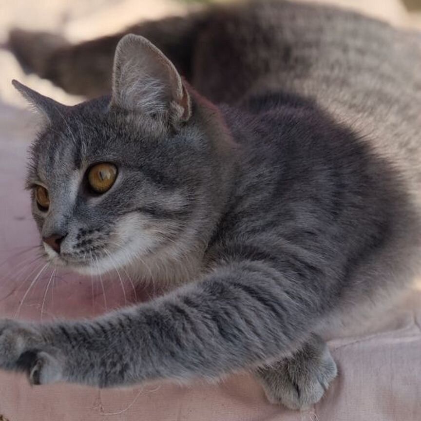 Взрослая, Девочка кошка в добрые руки