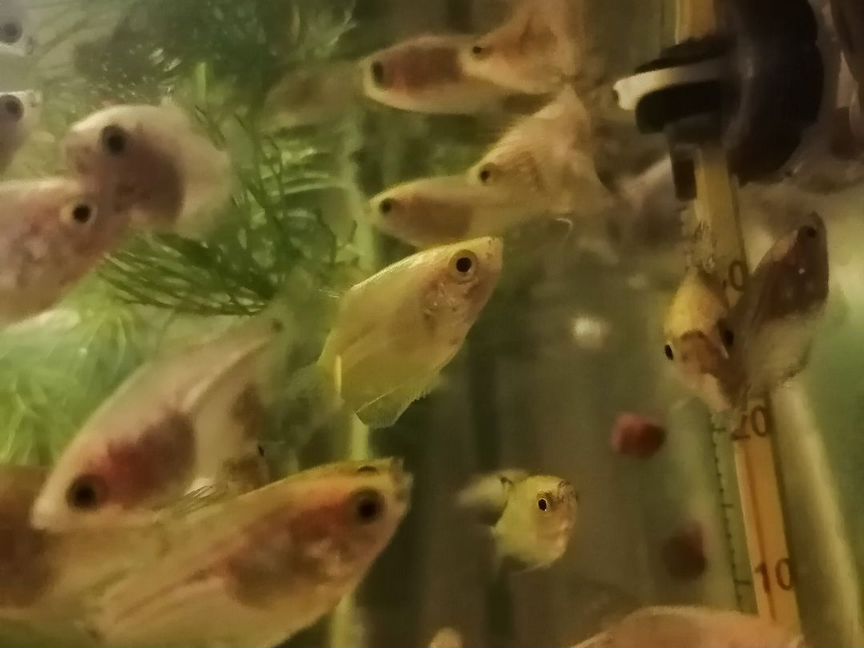 Аквариумные рыбки