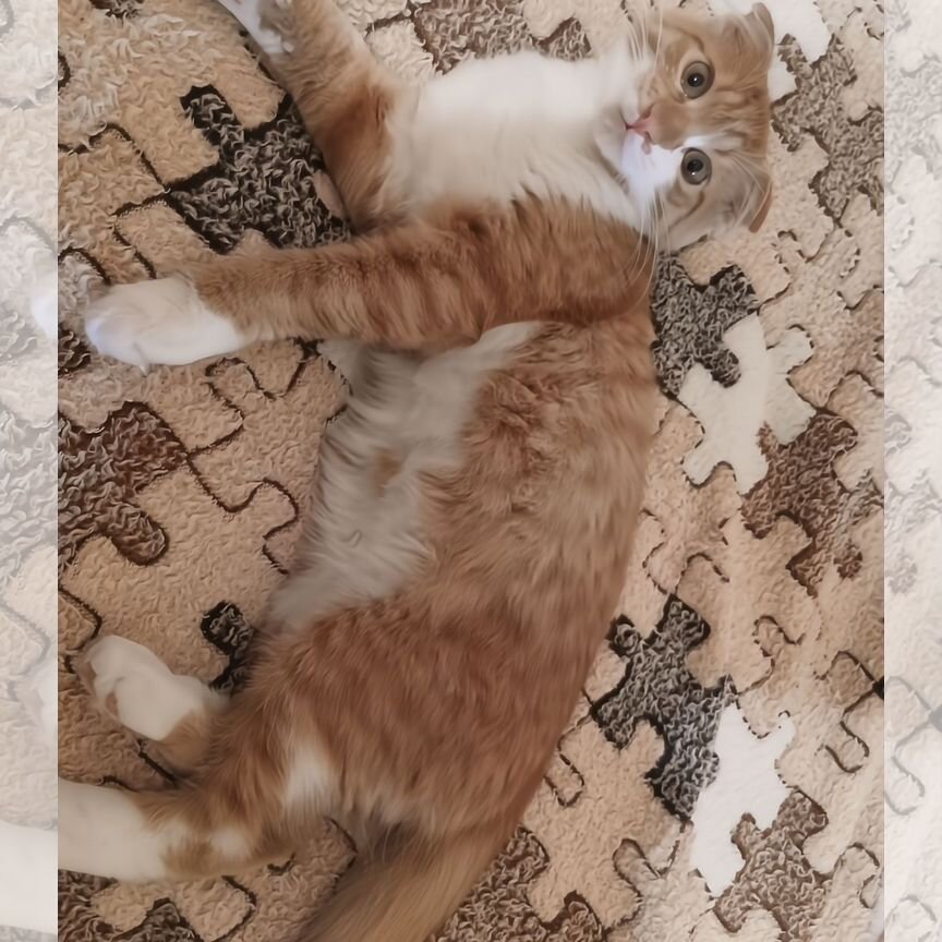 Шотландский вислоухий короткошёрстный котёнок