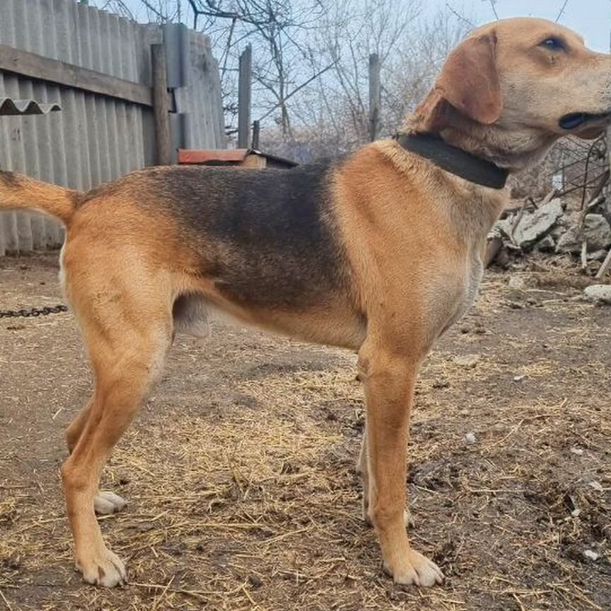 Русская гончая