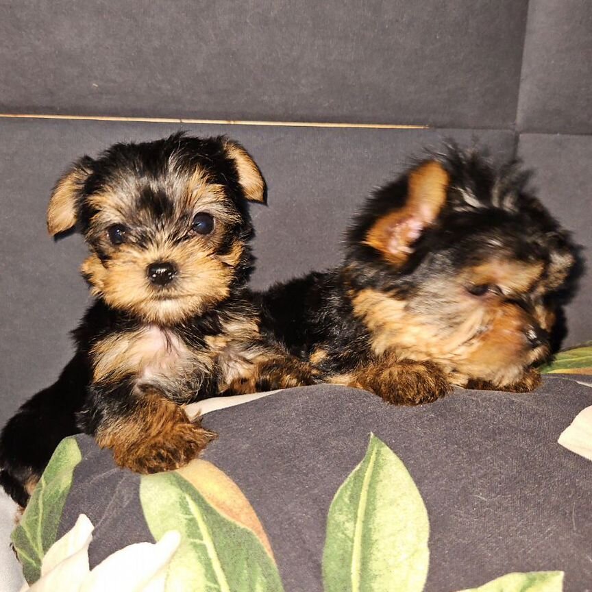 Йоркширский терьер, щенок
