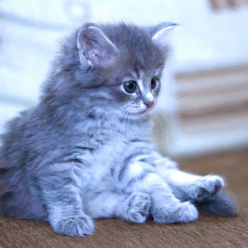 Сибирские медвежата