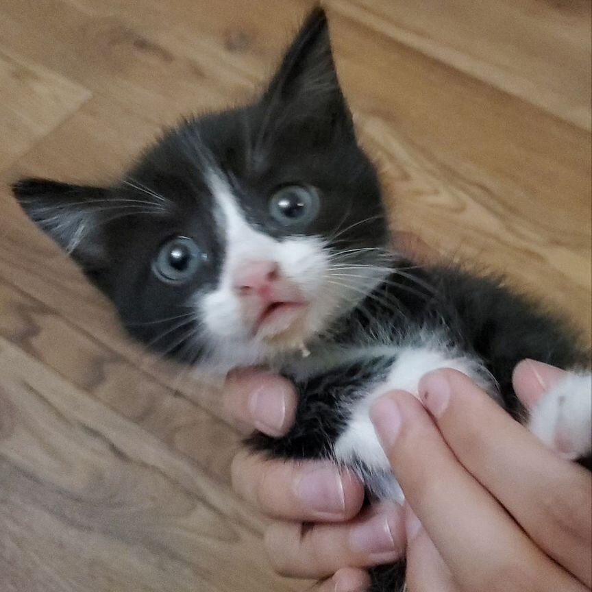 Всратыш ищет новый дом