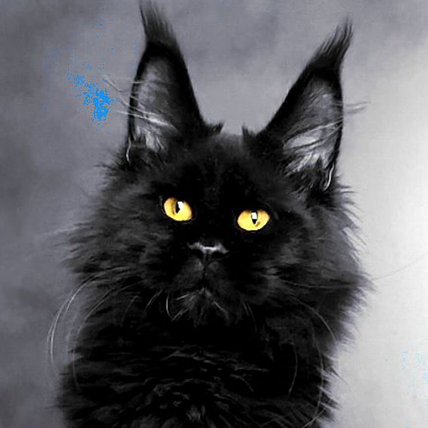 Девочка мейн кун