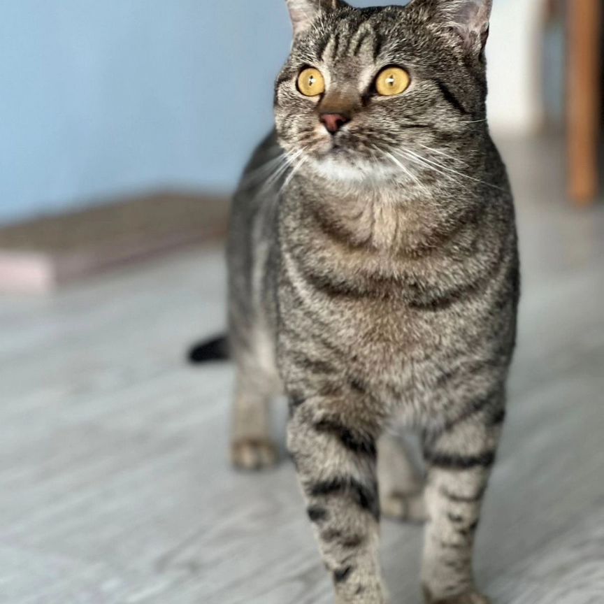 Котик ищет дом