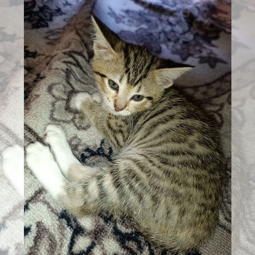 Котёнок в добрые руки