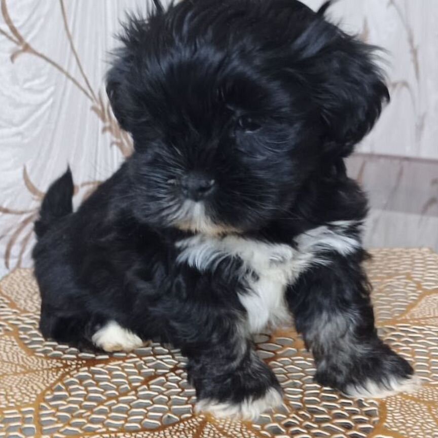 Лхасский апсо, щенок