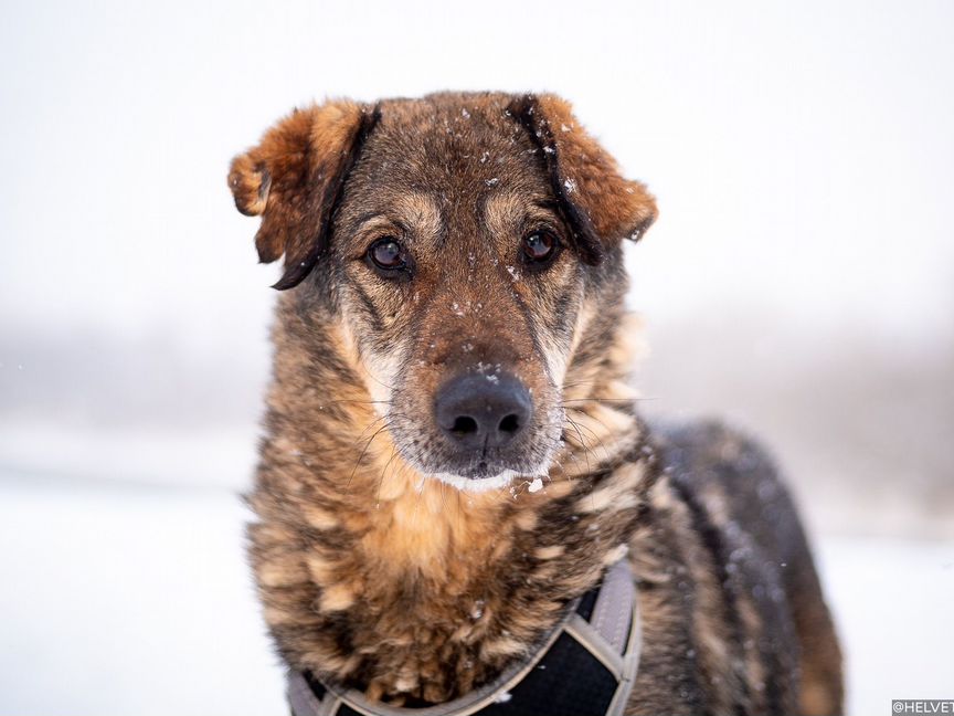 Собака из муниципального приюта в добрые руки