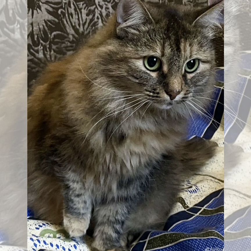 Взрослая, кошка в добрые руки