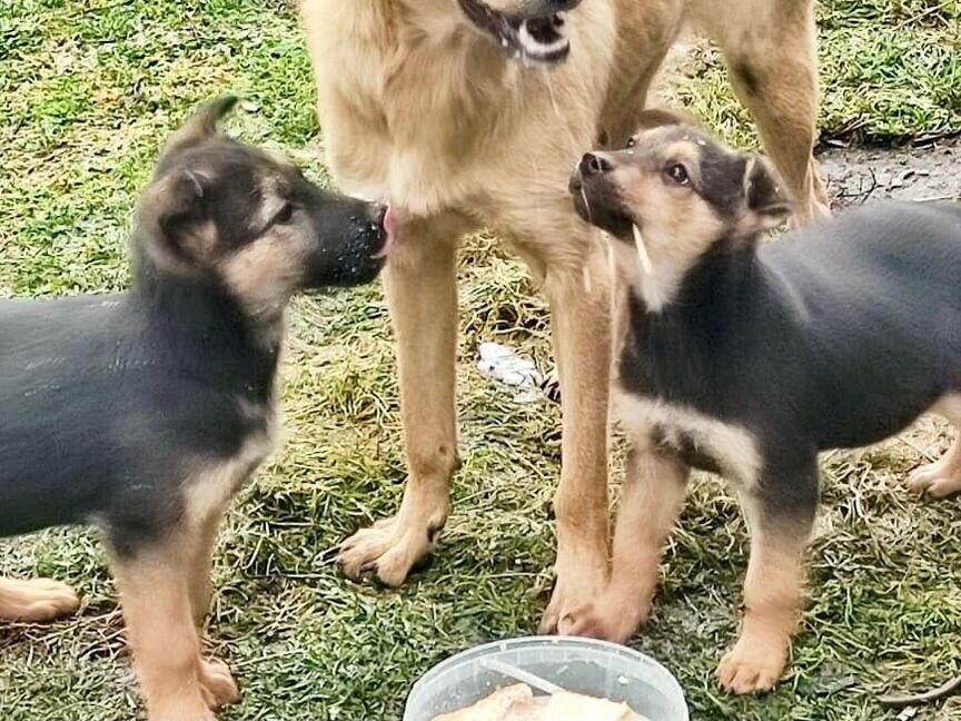 Щенки-девочки, охранницы и компаньонки