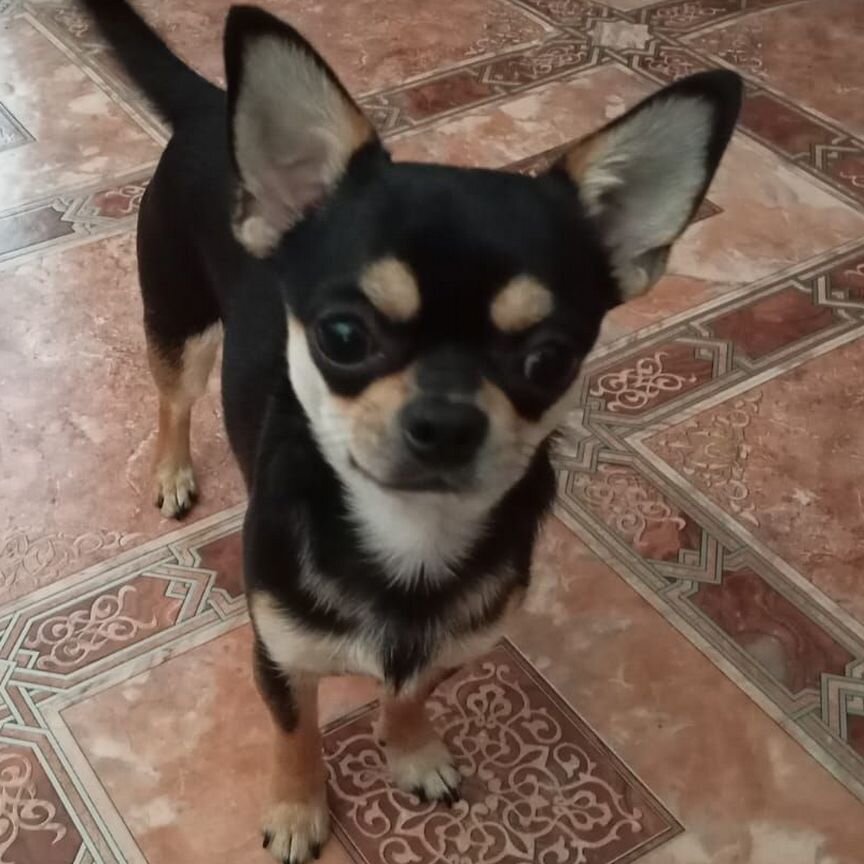 Вязка чихуахуа мини