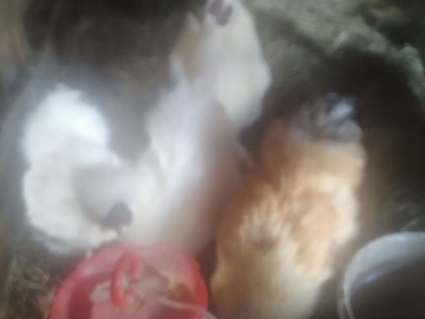 Домашние животные куры