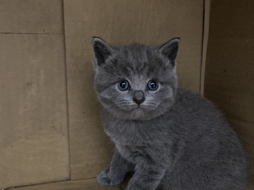 Шотландские вислоухие котята