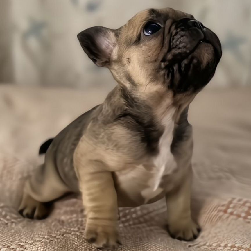 Французский бульдог, щенок