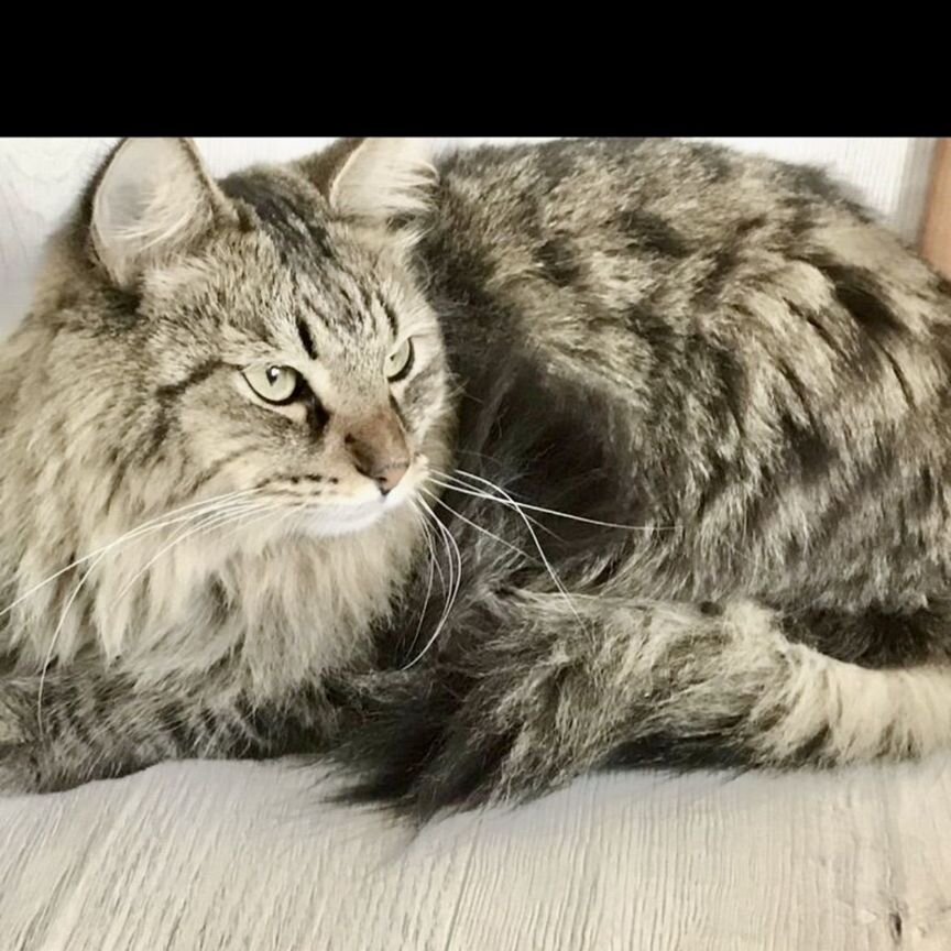 Коты в добрые руки