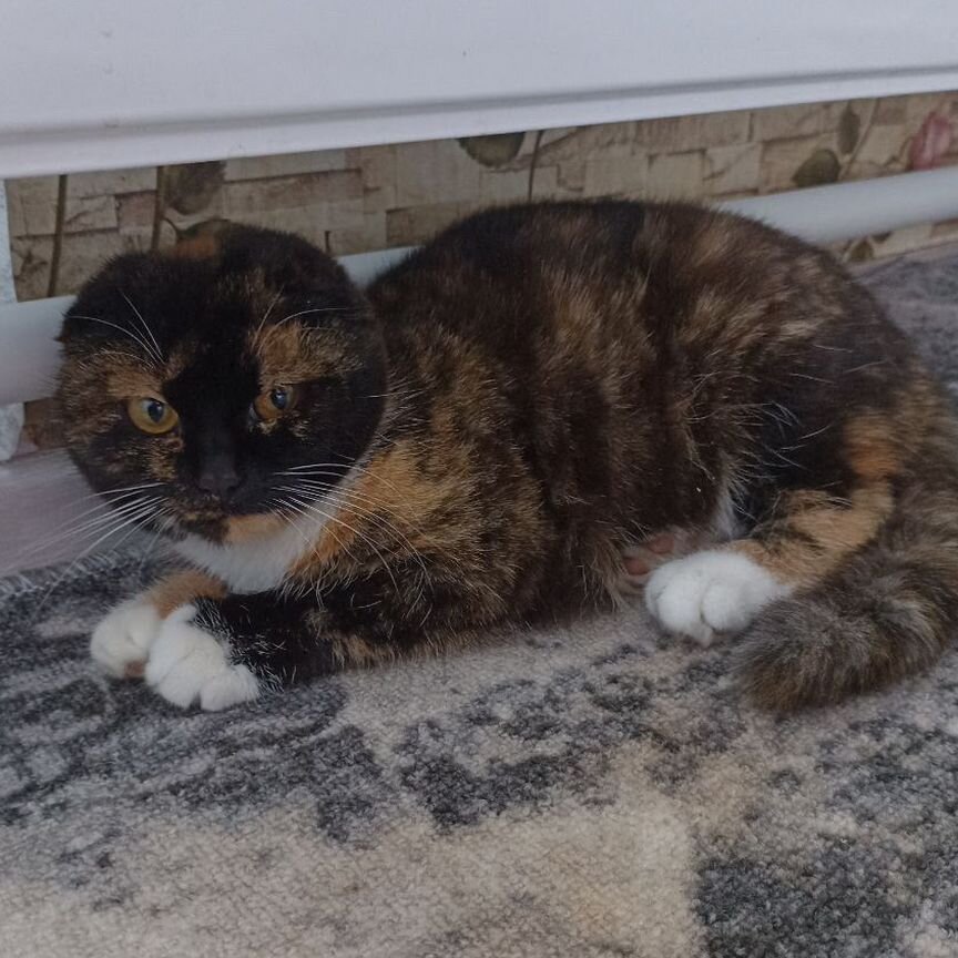 Шотландская вислоухая короткошёрстная, взрослая кошка