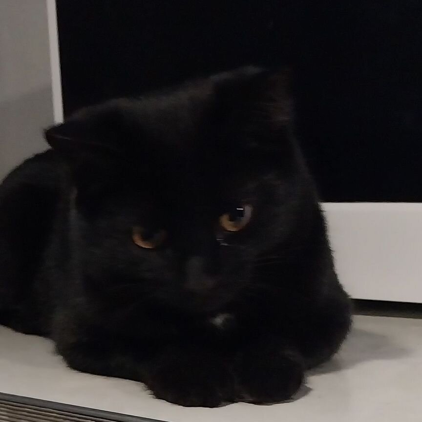 Найден кот