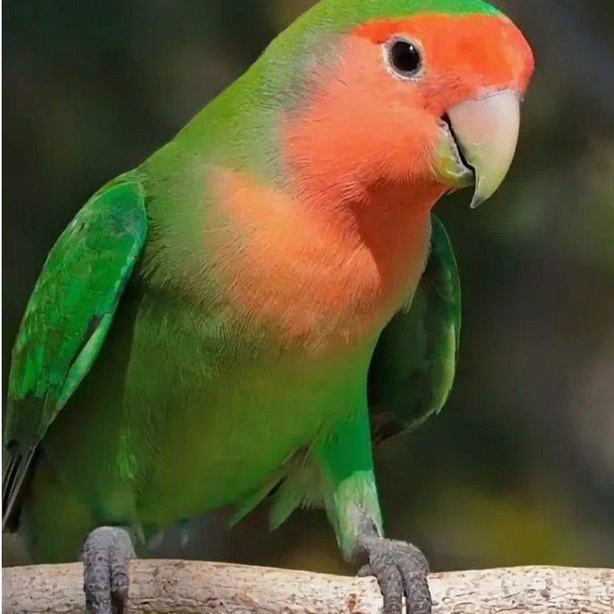 Попугаи неразлучки