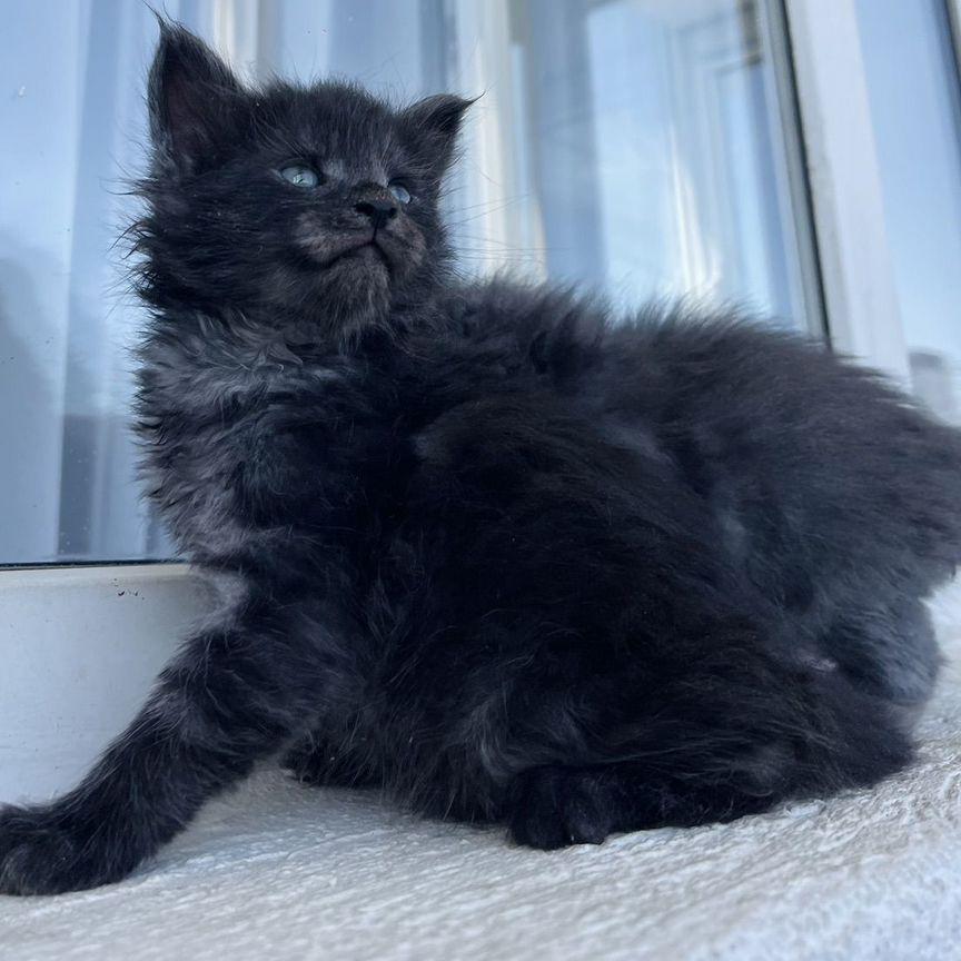 Котёнок мейн кун чёрный дым