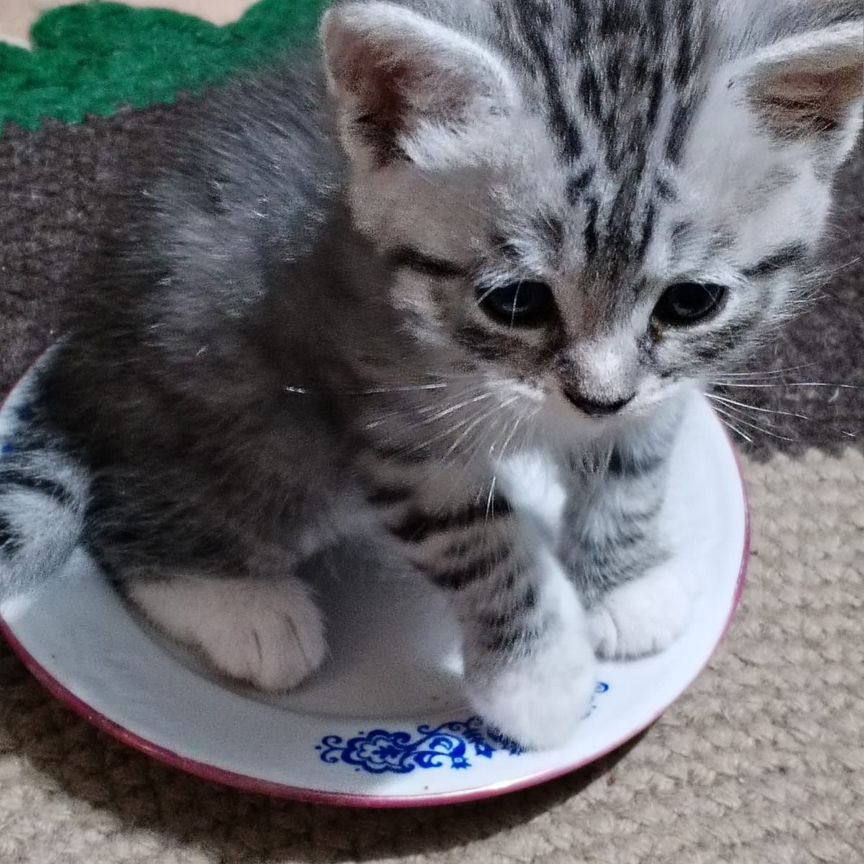 Породистые котики