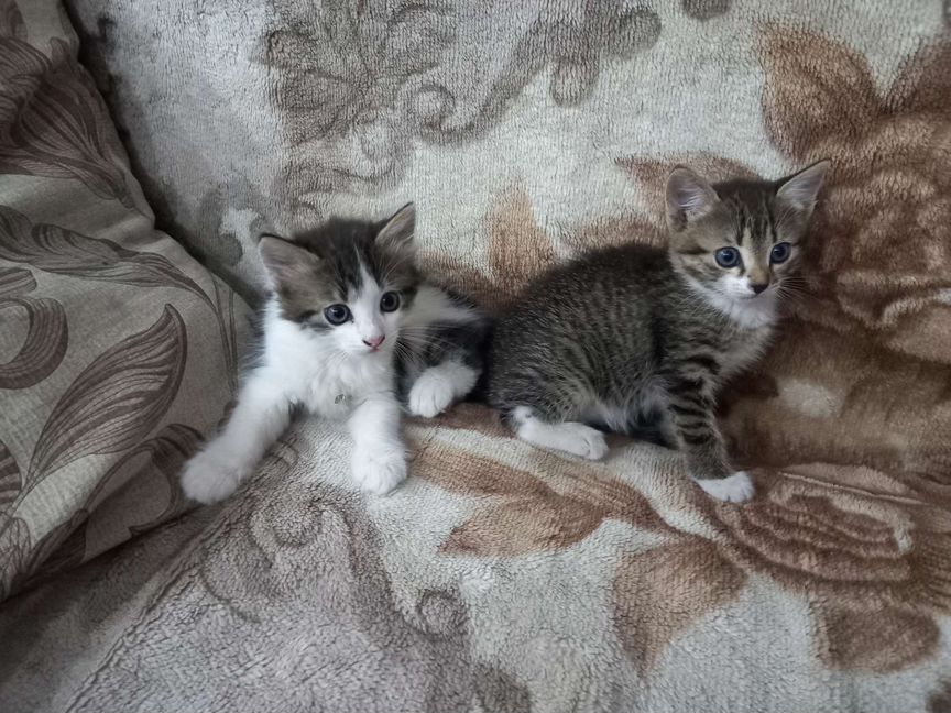 Кошки в добрые руки бесплатно