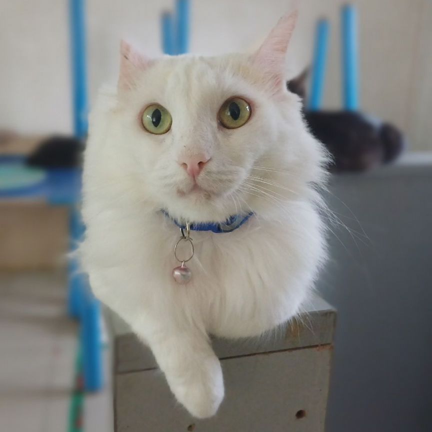 Белоснежные котики ищут дом