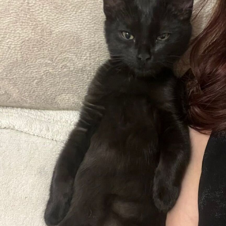Котенок в добрые ручки