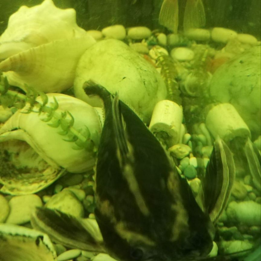 Сом платиновая полосатый