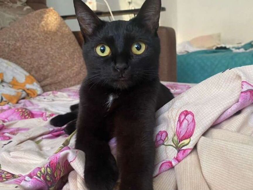 Кошка в дар