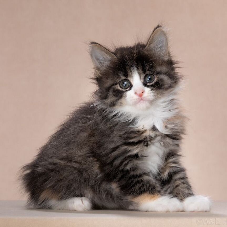 Котенок курильский бобтейл