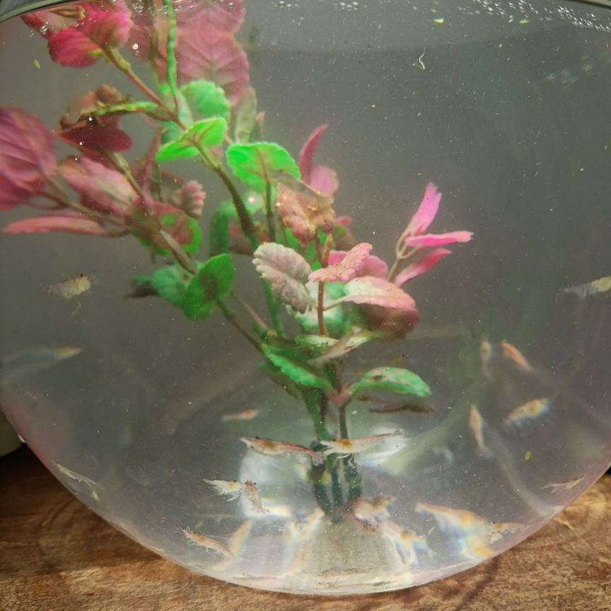 Аквариумные креветки Амано