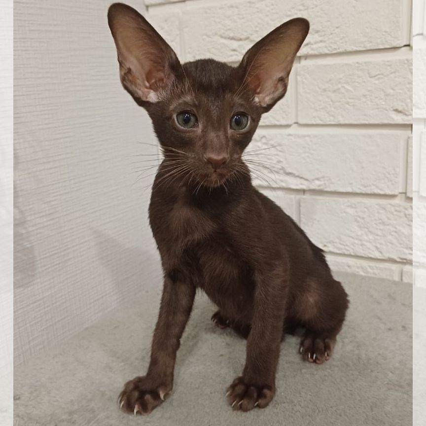 Ориентальный котёнок