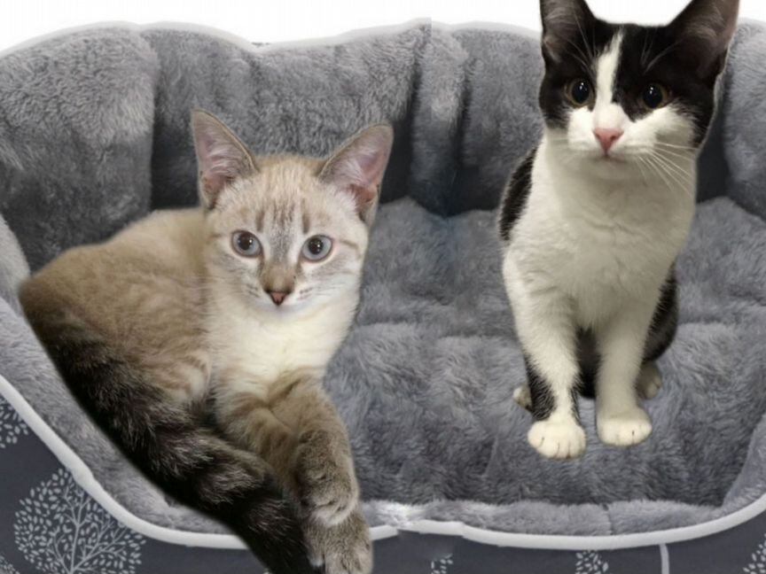 Бусинка и Плюша