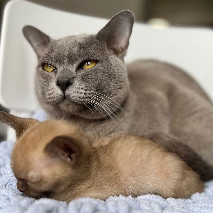 Европейский бурманский, взрослый кот