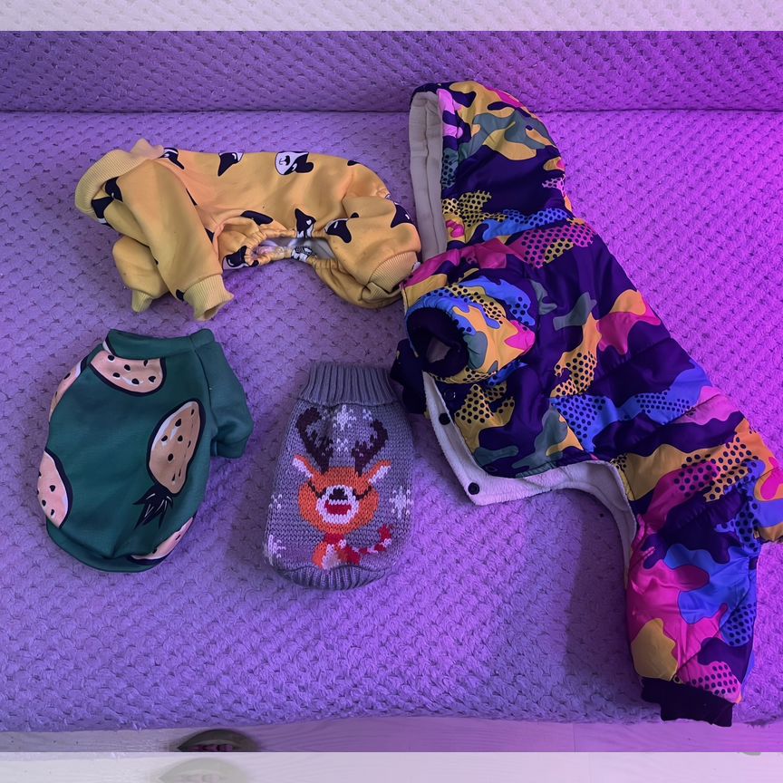 Одежда для маленьких собак и сфинкса котенка бу