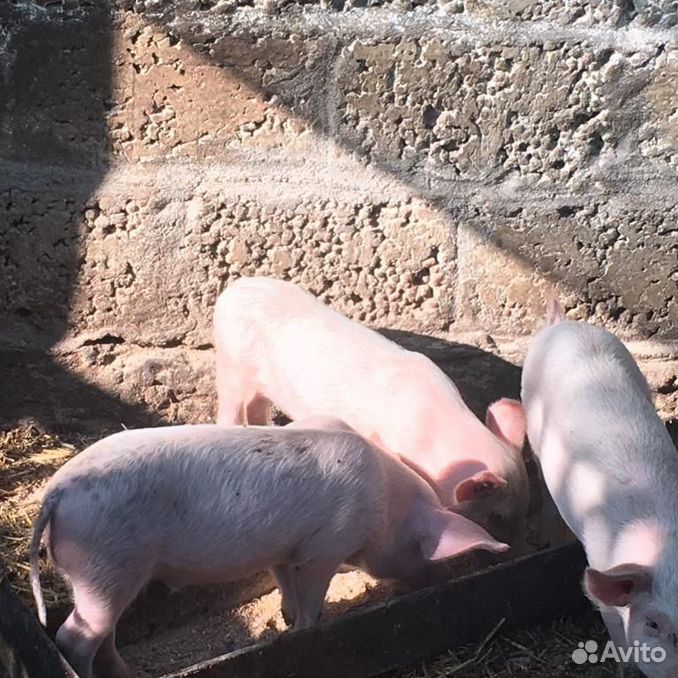 Поросята ландрас