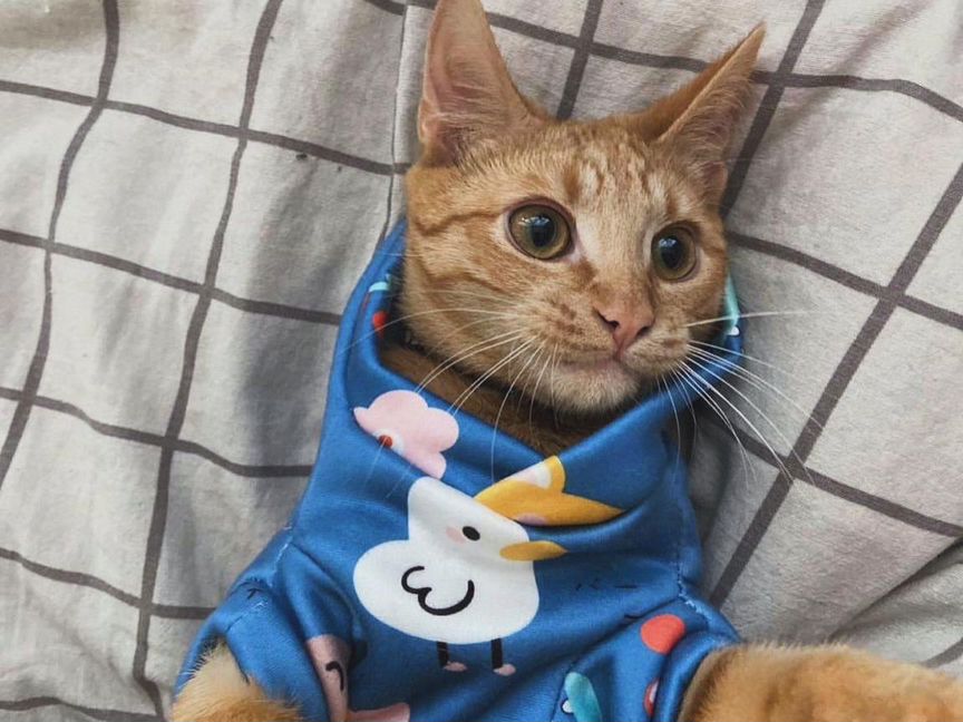 Котенок Аки