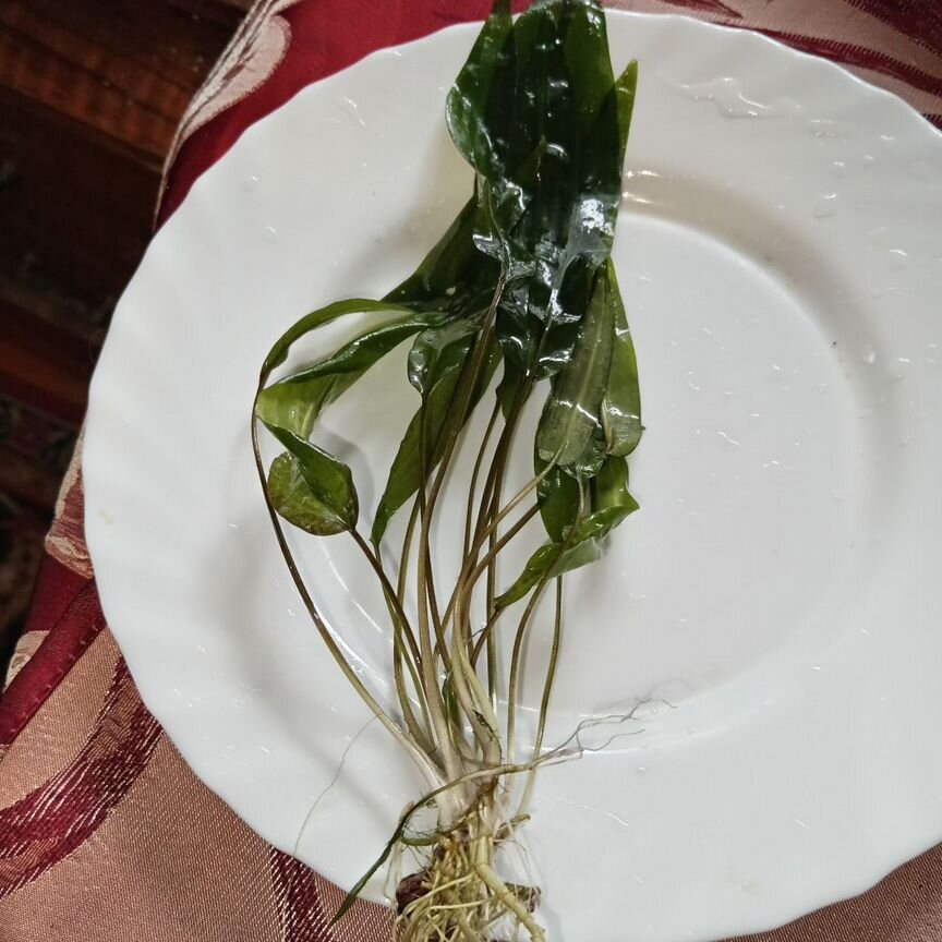 Аквариумные растения