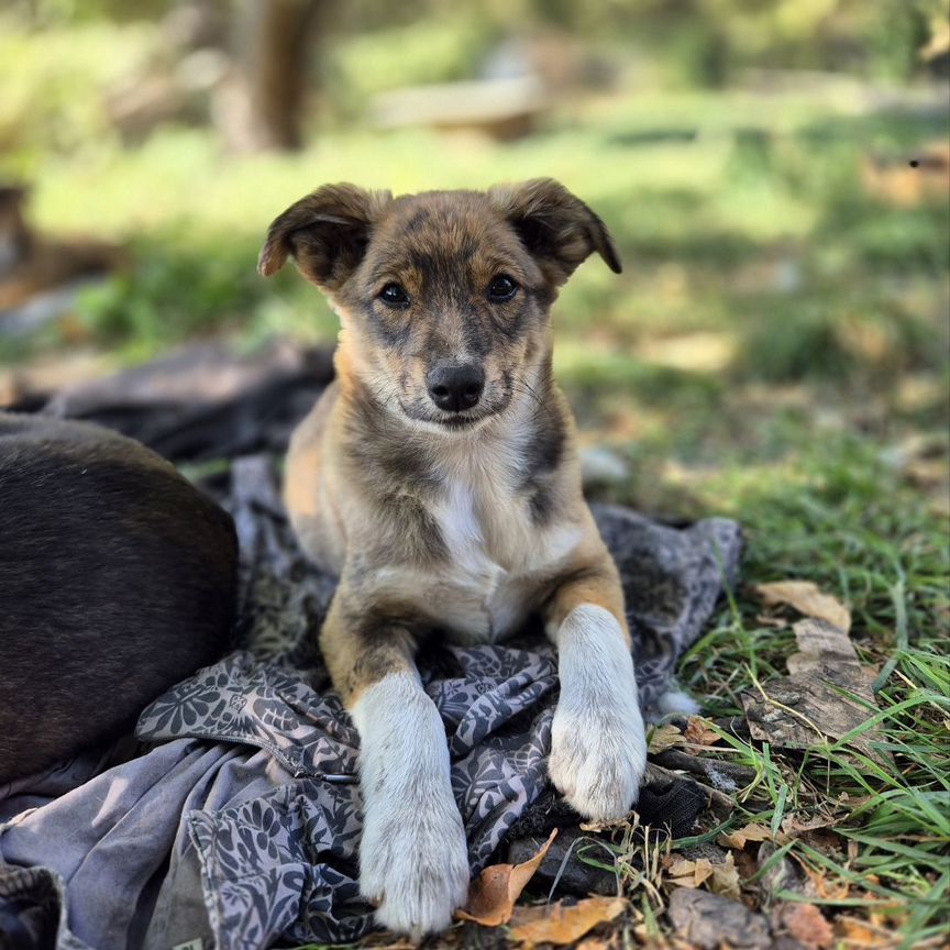 Щенок в добрые руки