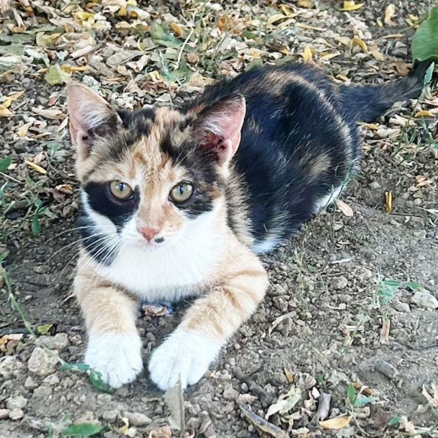 Котенок девочка, 3,5 месяца
