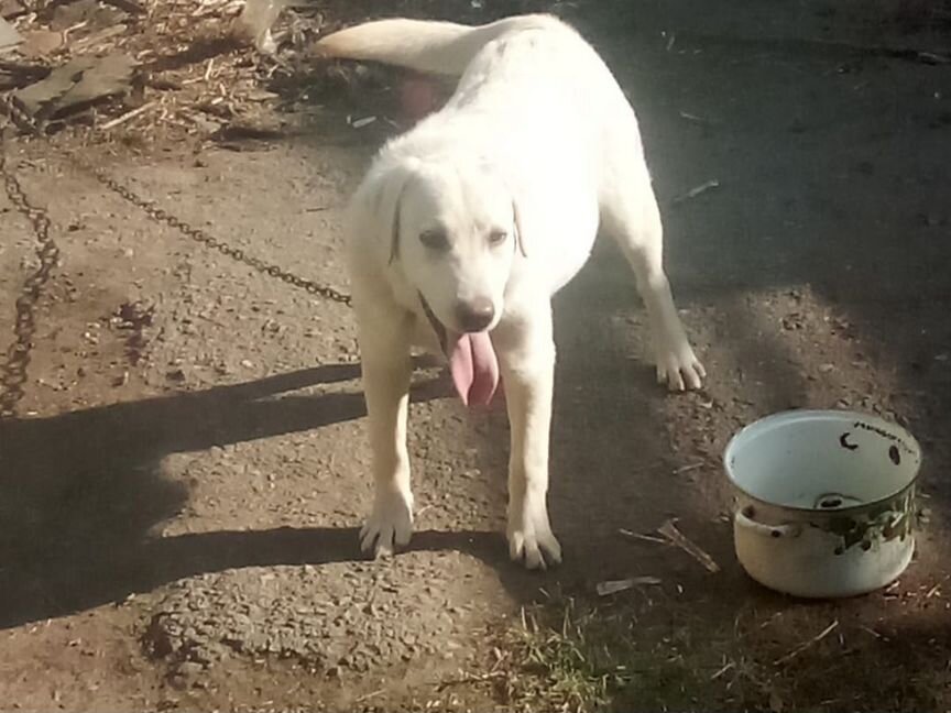 Собака в добрые руки