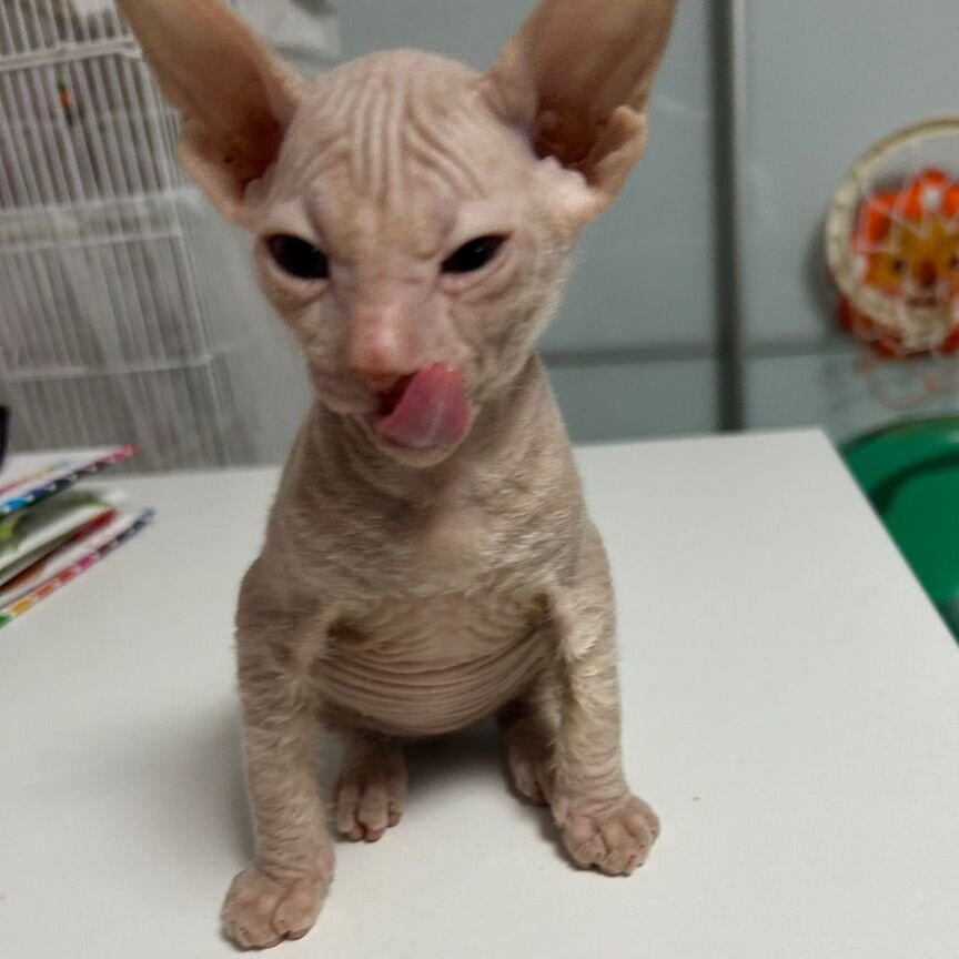 Донской сфинкс котёнок