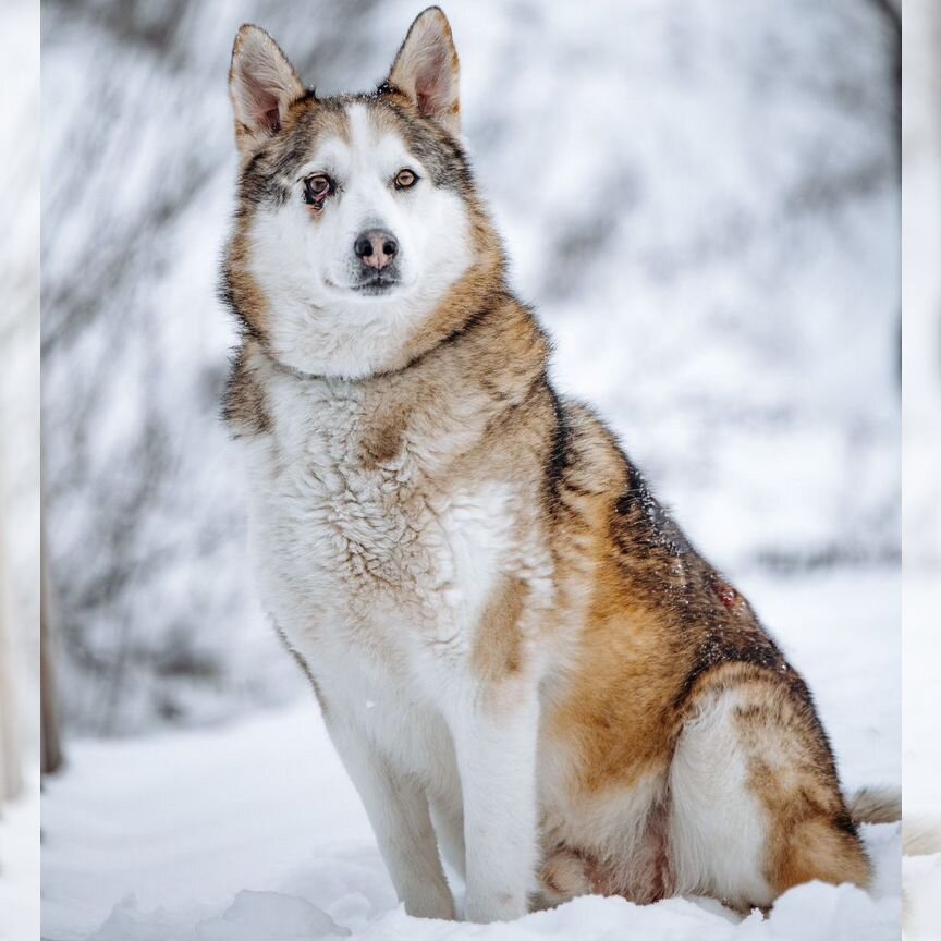 Взрослый пёс в добрые руки