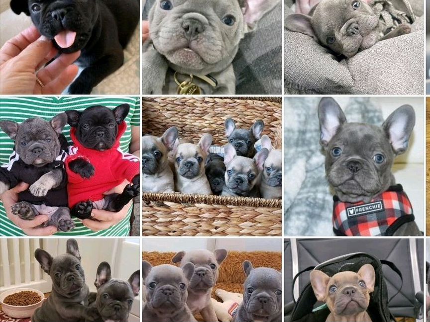 Французский бульдог Голубой Изабелла Мерле